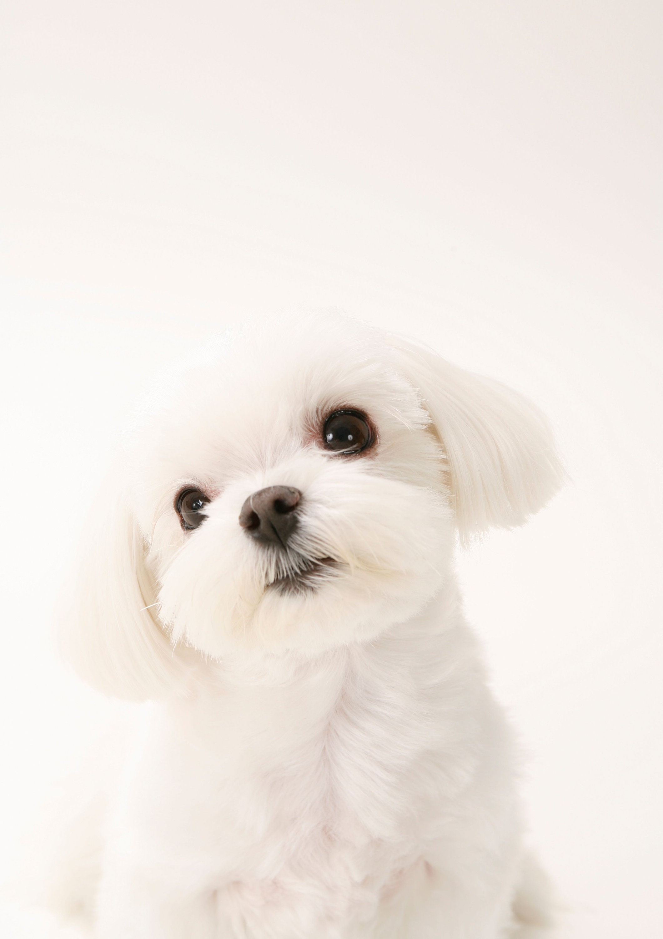 Cutest Maltese