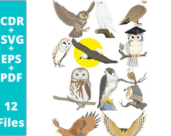 Bird of Prey Clipart - Etsy