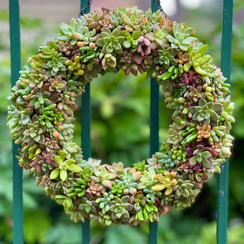 Succulent Wreath - Etsy