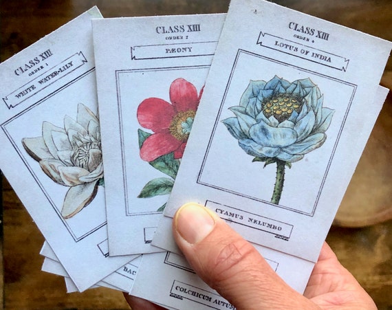 Botanical Specimen Cards Volume Two Digital Download Printable Flower ...