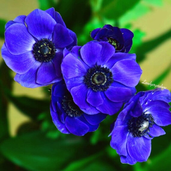 Blue Anemone Flowers