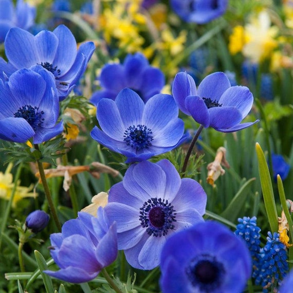 Blue Anemone Flower