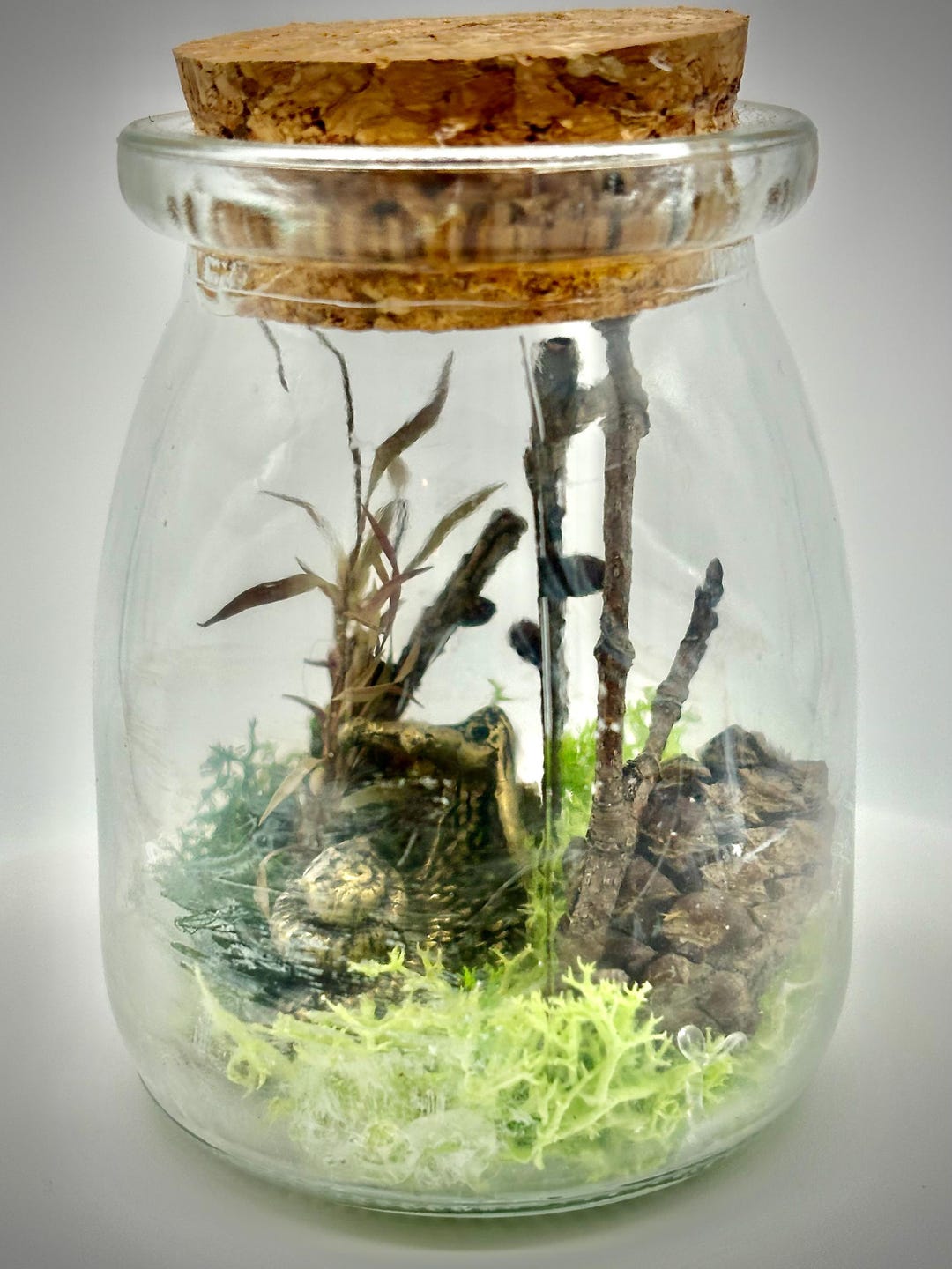 Glass Jar Snail Pet - Etsy