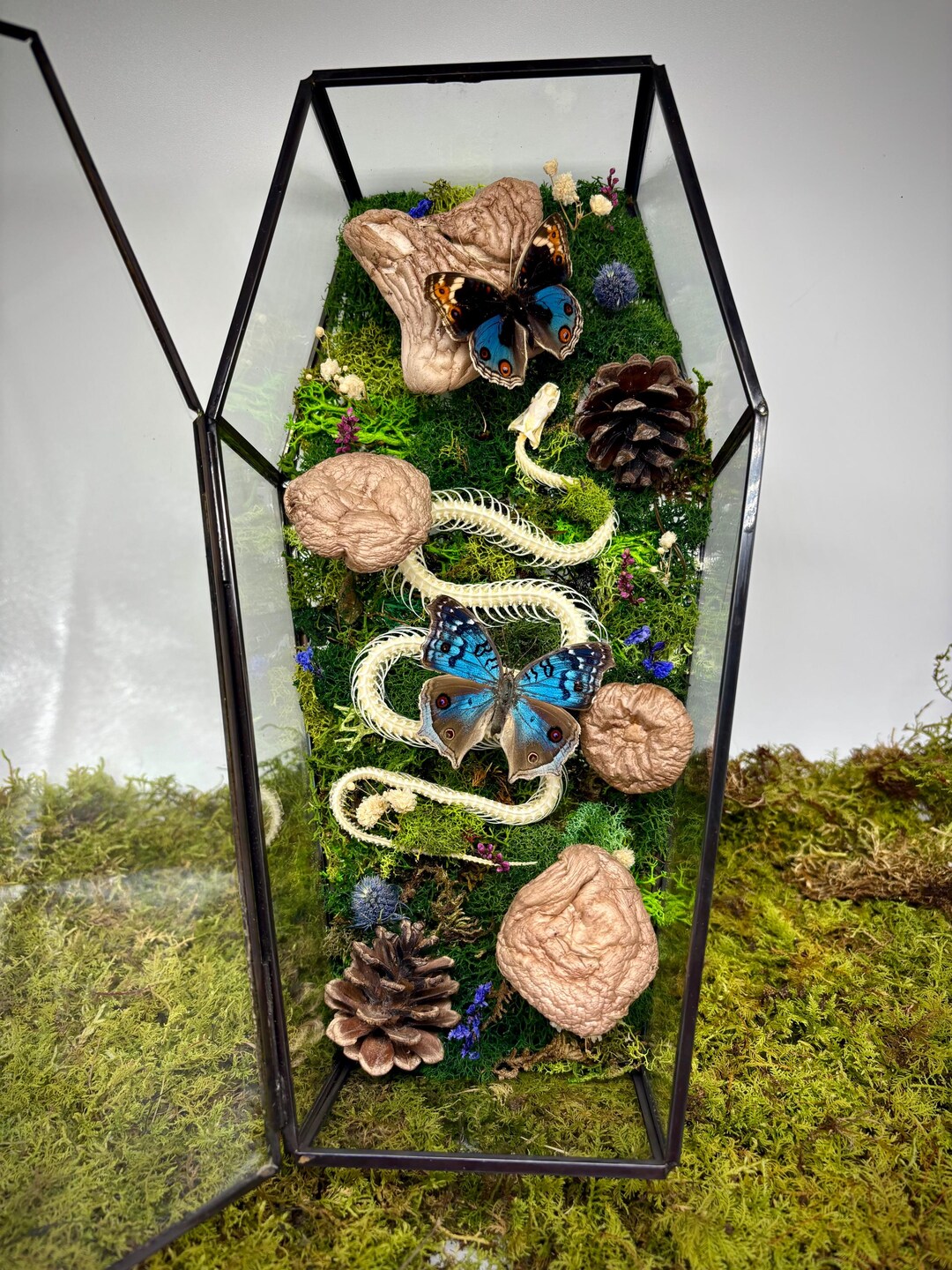 Glass Coffin Snake and Butterfly Specimen - Etsy