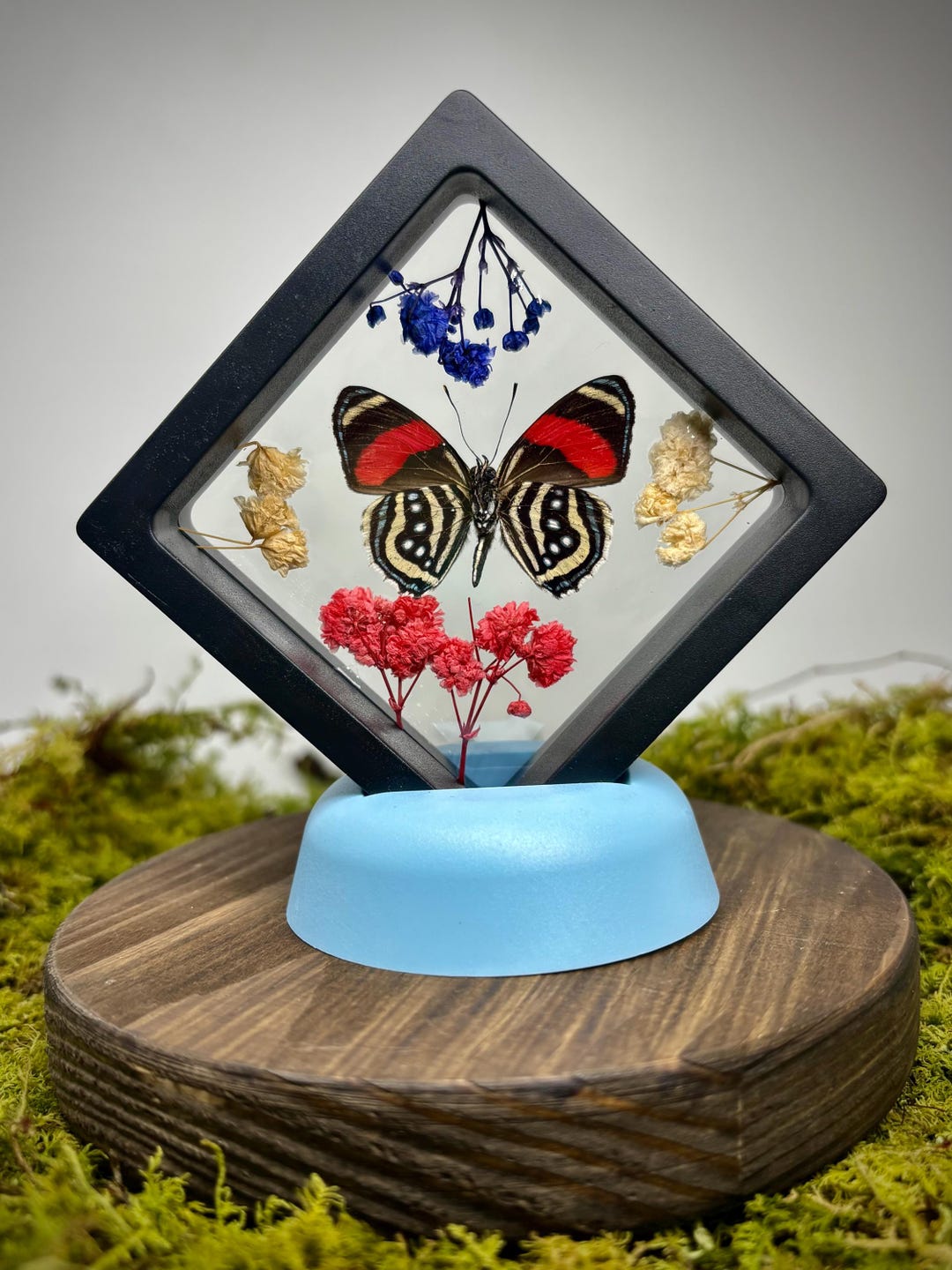 Real Callicore Hesperus Butterfly Specimen - Etsy