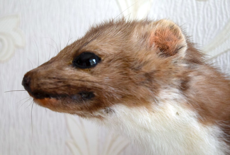 Real Stone Marten, Taxidermy, Vulture Culture, Taxidermy, Decoration - Etsy