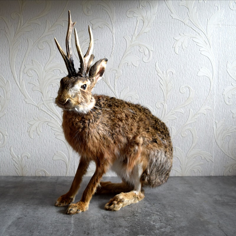 Jackalope - Etsy