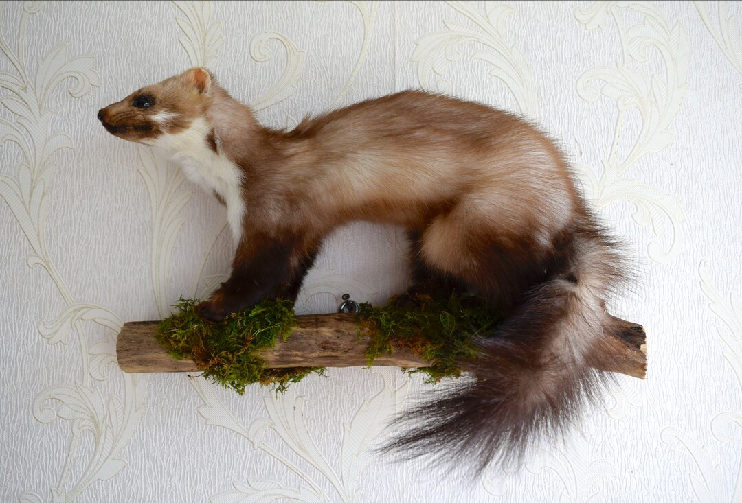 Real Stone Marten, Taxidermy, Vulture Culture, Taxidermy, Decoration ...
