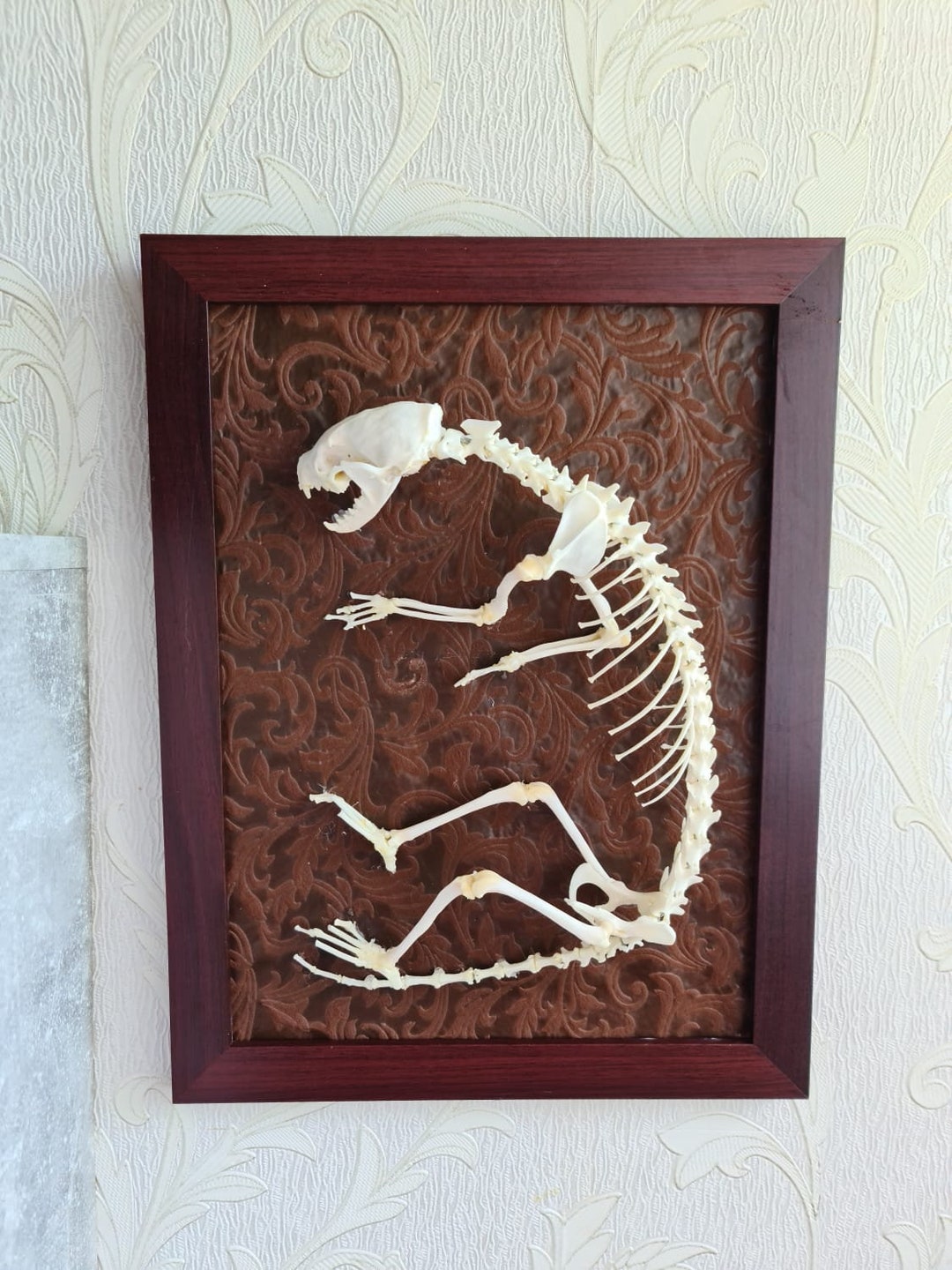 Real Stone Marten Skeleton, Frame, Door Specimen, Taxidermy, Wall ...