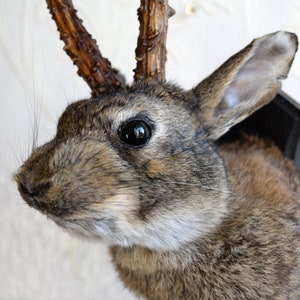 Jackalope Rabbit Shoulder Mount – Made to Order – Handmade Taxidermy ...