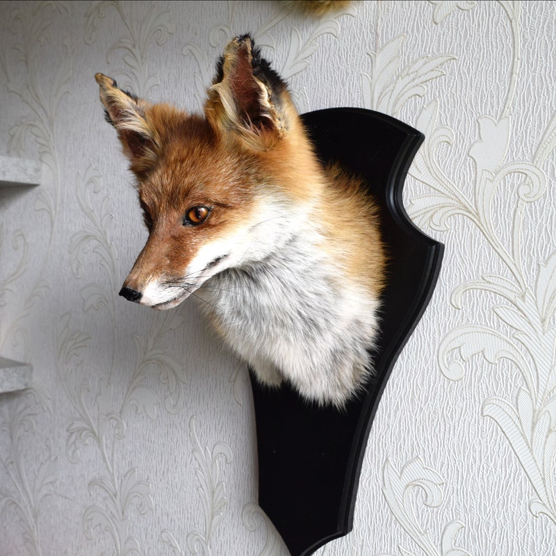 Taxidermy Fox - Etsy