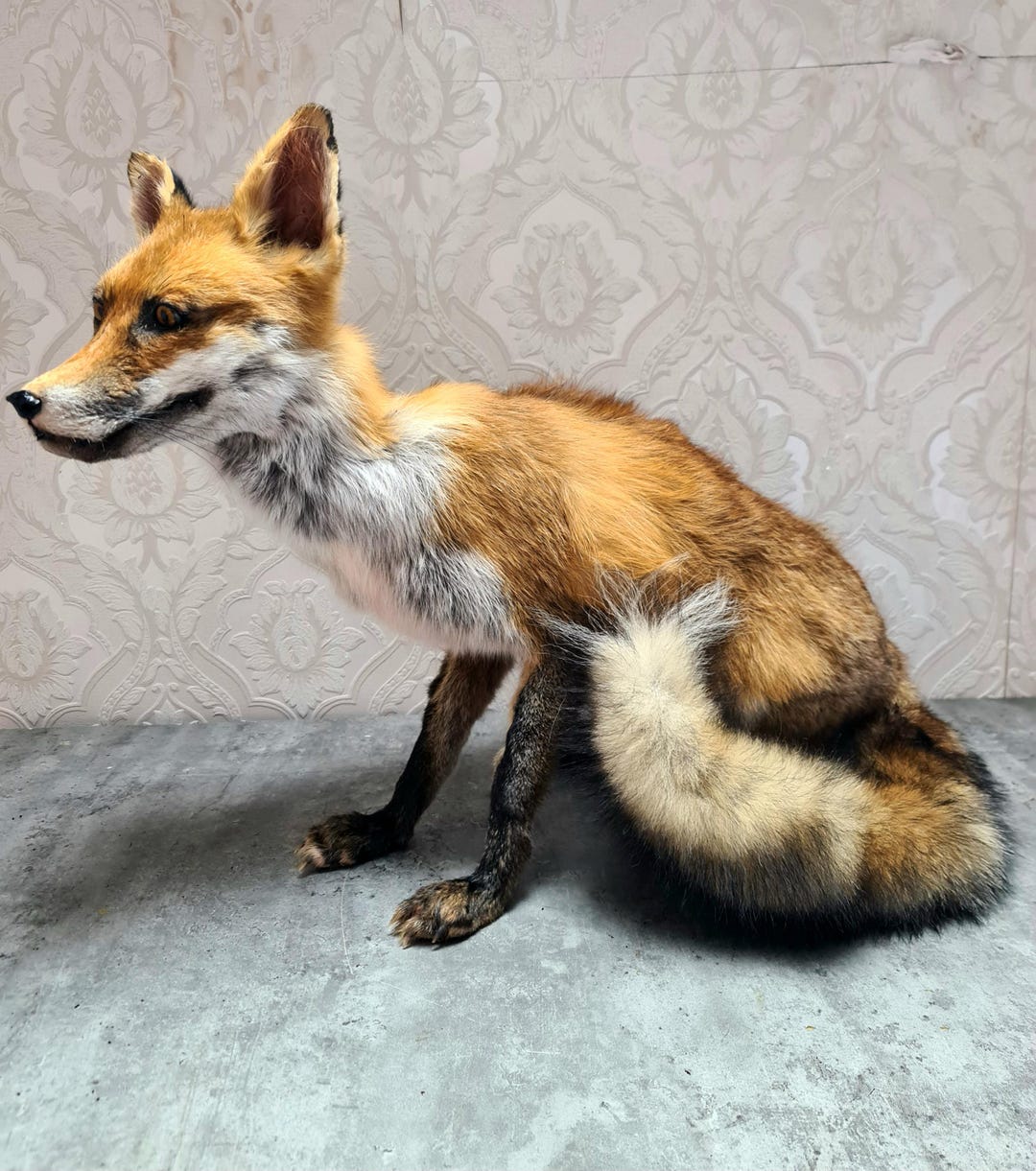 Real Red Fox, Taxidermy, Vulture Culture, Redfox, Decoration, Gift - Etsy