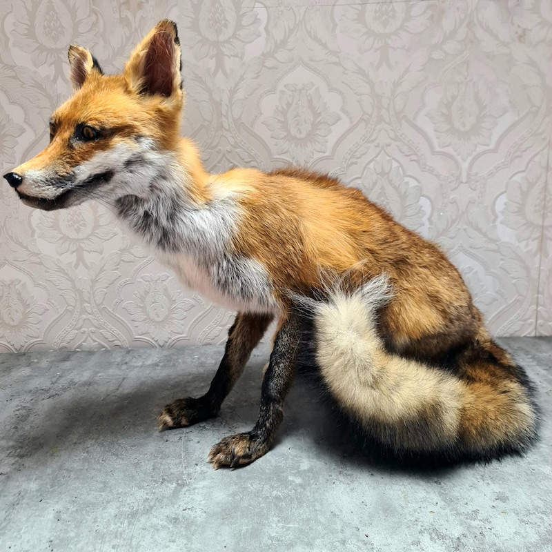Taxidermy Fox - Etsy