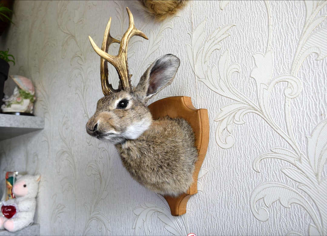 Made to Order, Rabbit, Jackalope, Taxidermy, Vulture Culture ...