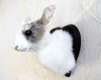 Taxidermy Rabbit | Etsy