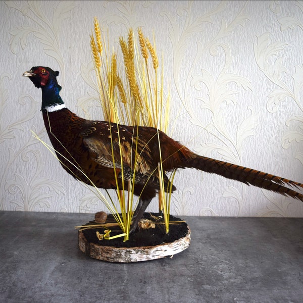 Pheasant - Etsy