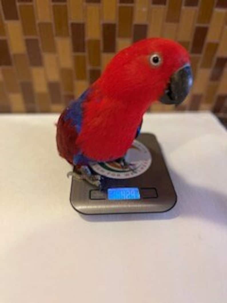 Parrot Avian Scale for Home, Veterinarians, Breeders, and Aviculturist ...