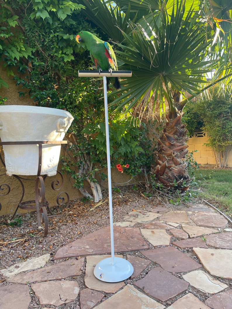 Parrot Perch Stand for Training Parrots. 44 Perch for Small, and Medium ...