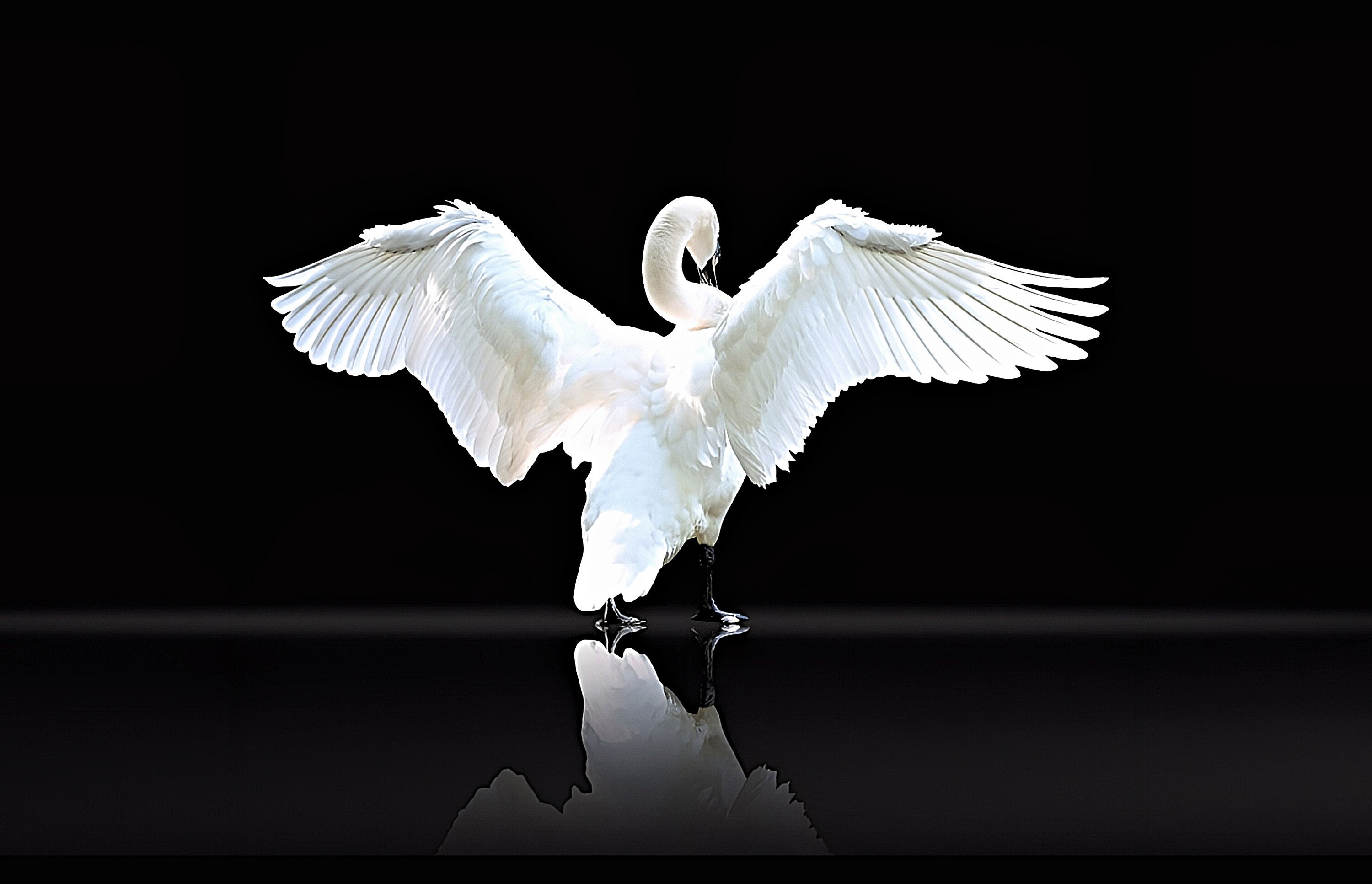White Swan Wall Art, House Warming Gift, Framed Wall Art, Living Room ...