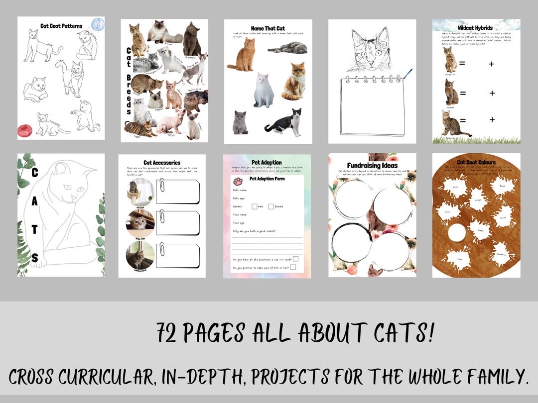 Let's Explore Cats Activities - Etsy