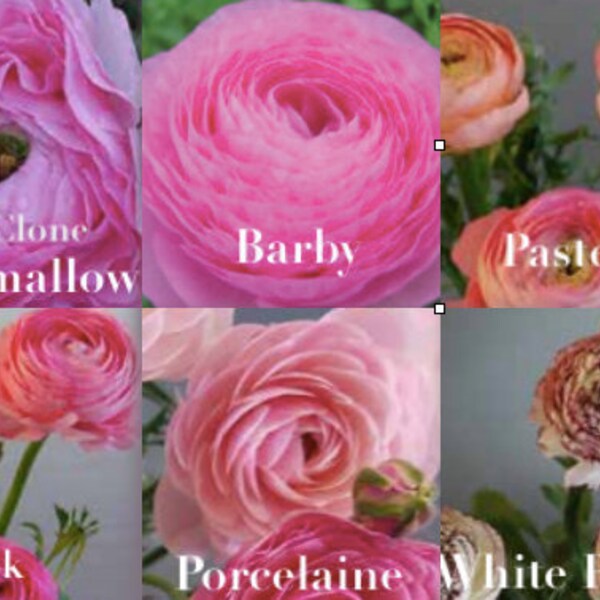 Pink Ranunculus - Etsy