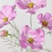 24'' Artificial Cosmos Flowers, Realistic Faux Flower, Silk Cosmos Stem ...