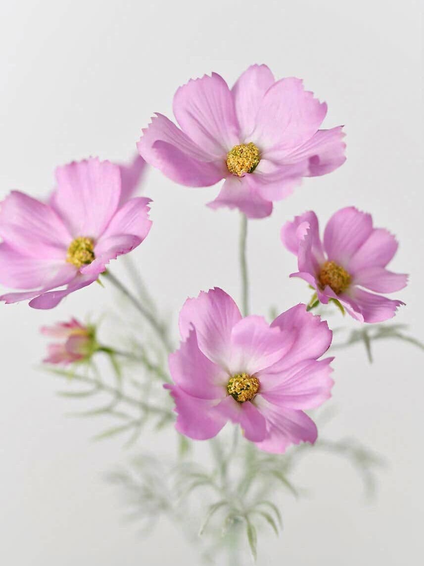 24'' Artificial Cosmos Flowers, Realistic Faux Flower, Silk Cosmos Stem ...
