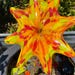 Unique Blown Glass Flower, Water Spitter, Outdoor Fountain, Father and ...