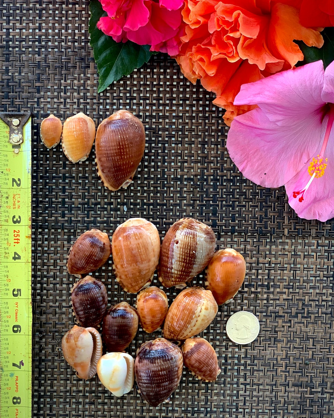 Genuine, Cowrie, Seashell,reticulated Shell, Natural, Handpicked. Packs ...