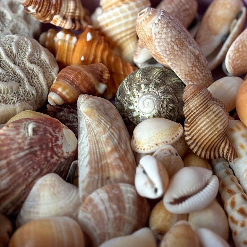 Real Seashells - Etsy