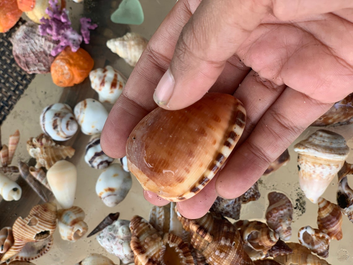 Genuine, Cowrie, Seashell,reticulated Shell, Natural, Handpicked. Packs ...