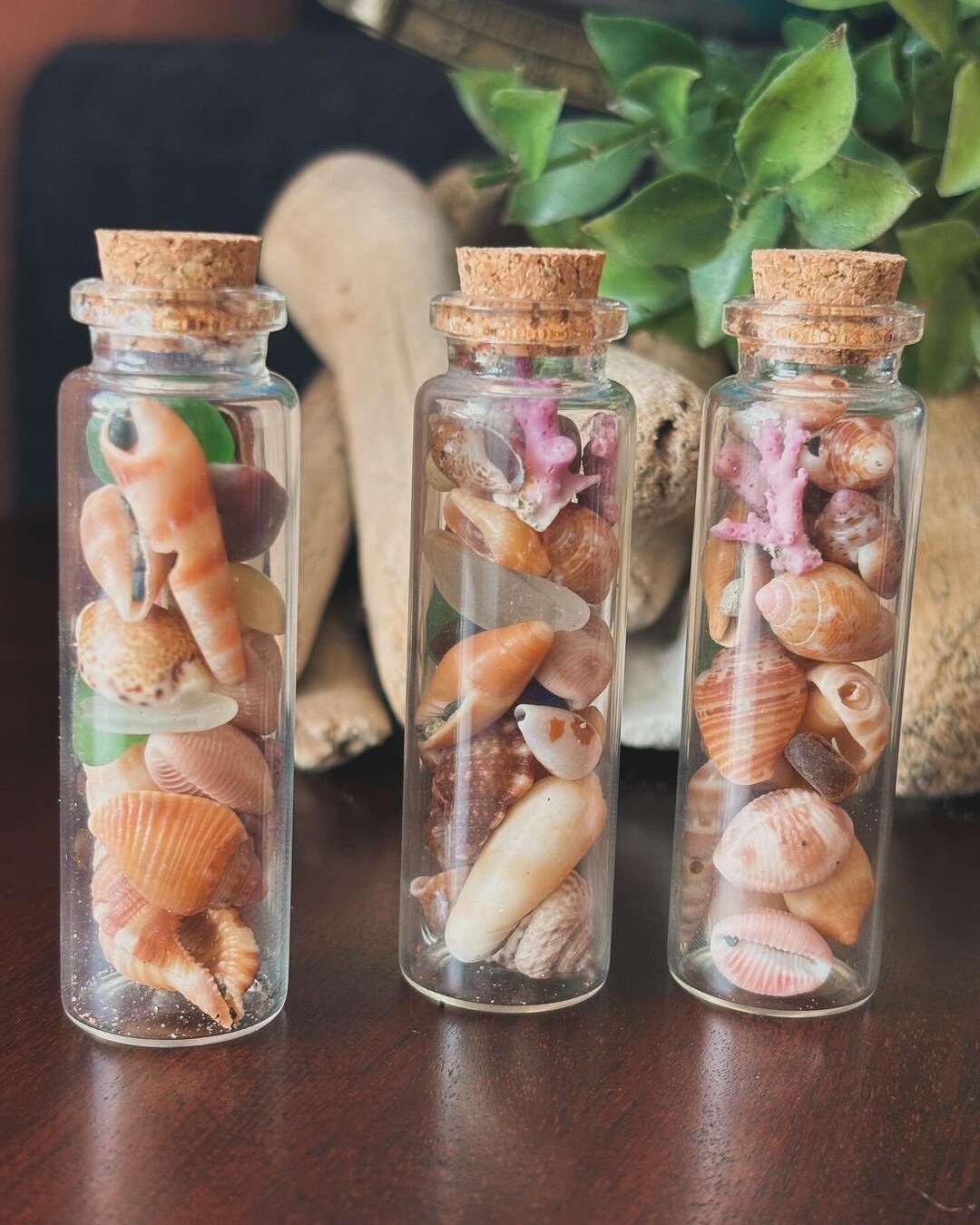 Tiny, Treasures, Seashells, Seaglass, Glass, Jars - Etsy