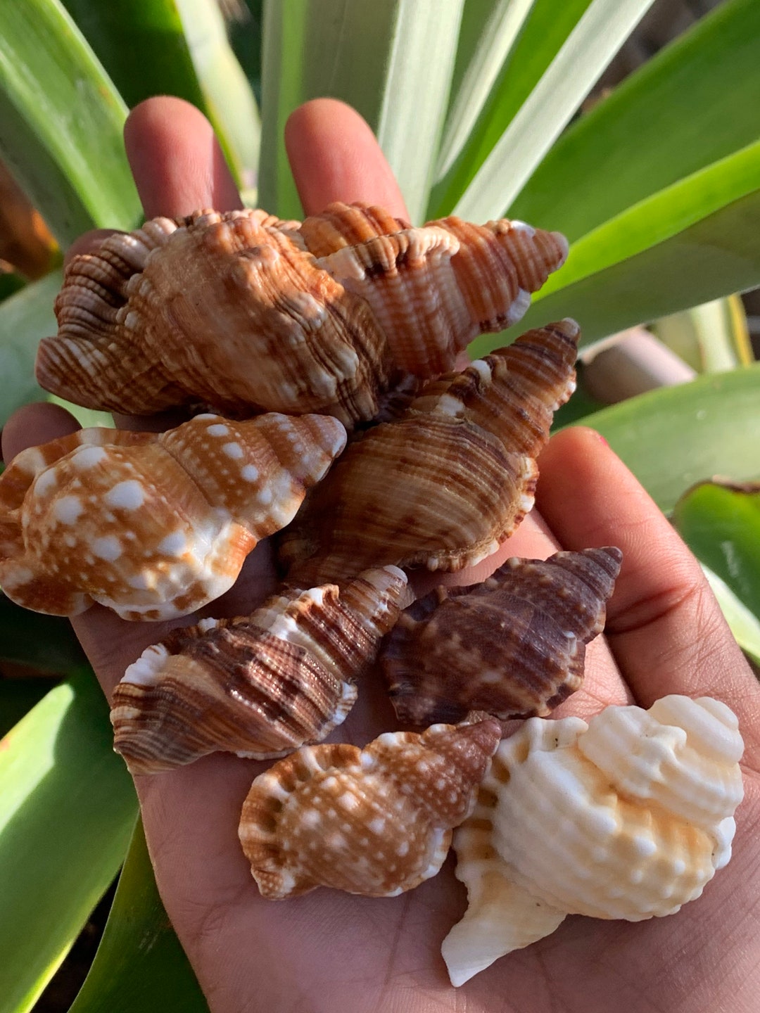 5 Genuine Atlantic Triton Real Seashells - Etsy