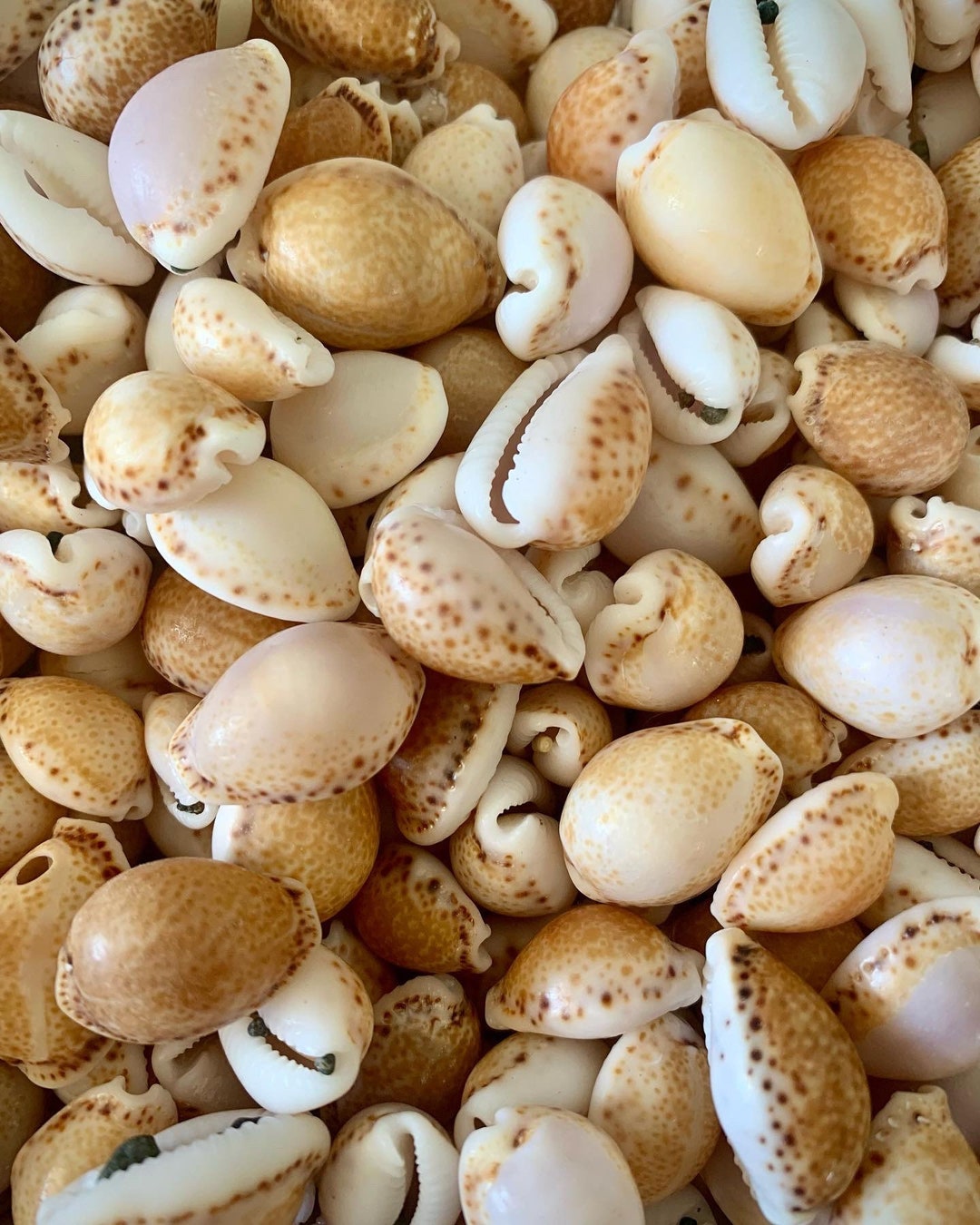 Real, Atlantic, Cowrie, Seashell, Genuine, for Jewelry, Decor ...