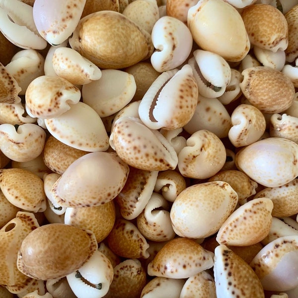 Cowrie Shells - Etsy
