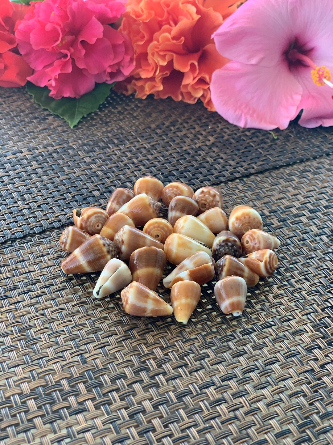 25 Real Natural Cone Seashells for Jewelry, Crafts, Decor, Diy Projects ...