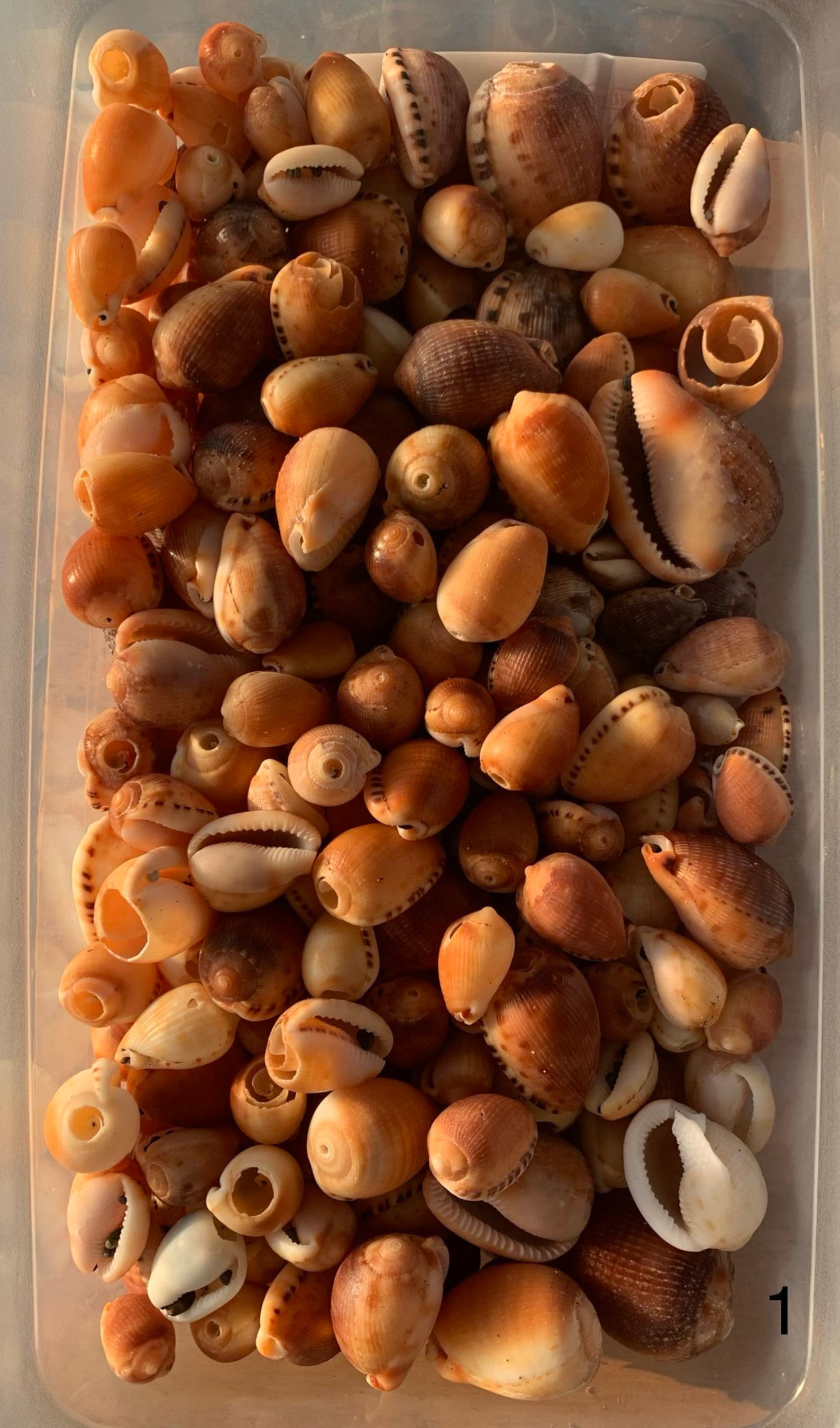 Genuine, Cowrie, Seashell,reticulated Shell, Natural, Handpicked. Packs ...