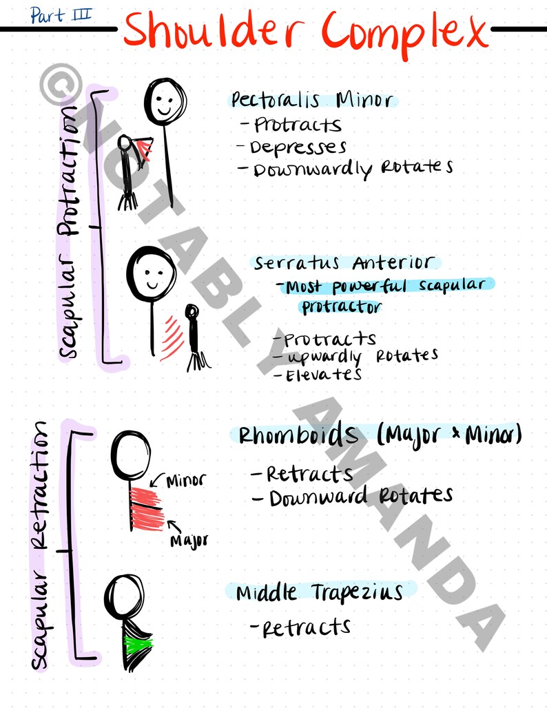 Occupational Therapy Shoulder Complex PRINTABLE Notes - Etsy