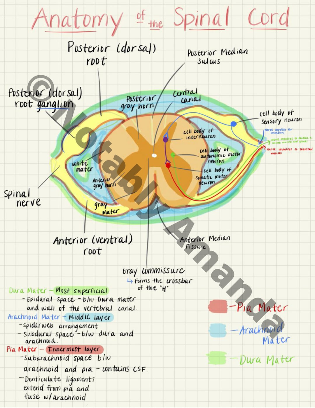 Anatomy of Human Spinal Cord PRINTABLE Notes/art - Etsy