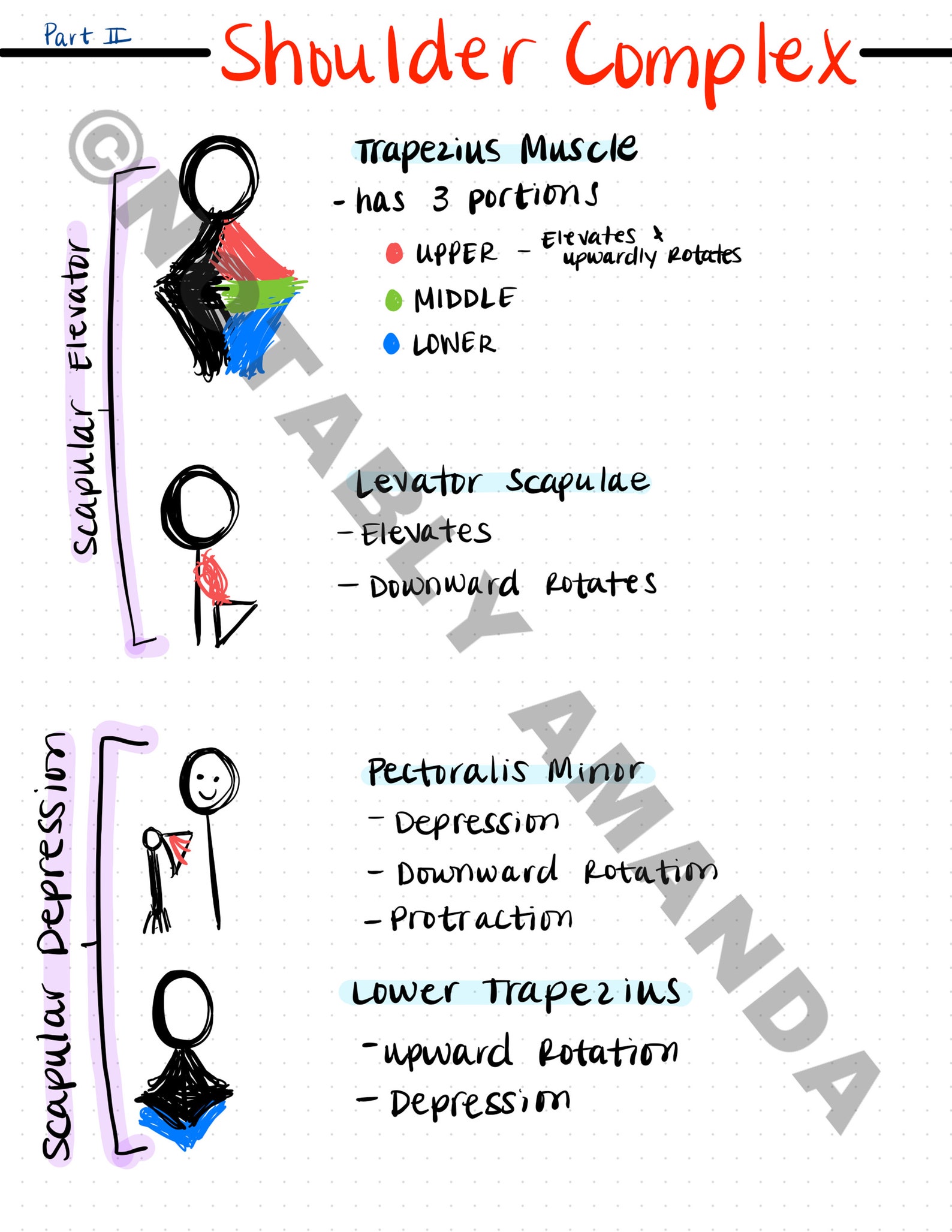 Occupational Therapy Shoulder Complex PRINTABLE Notes - Etsy