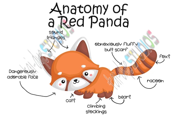 Anatomy of a Red Panda Digital Download PNG File Cute Boy - Etsy
