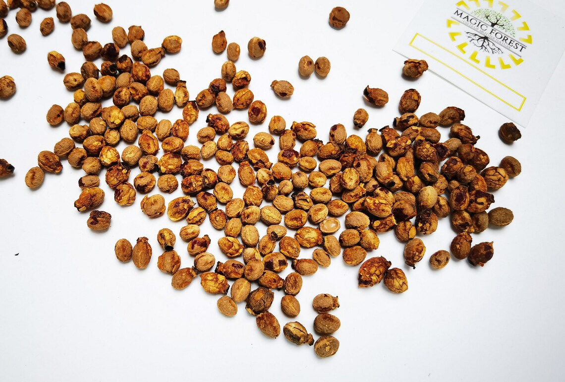 HAWTHORN Seeds 20pcs gift seeds with love/ Quickthorn Red | Etsy