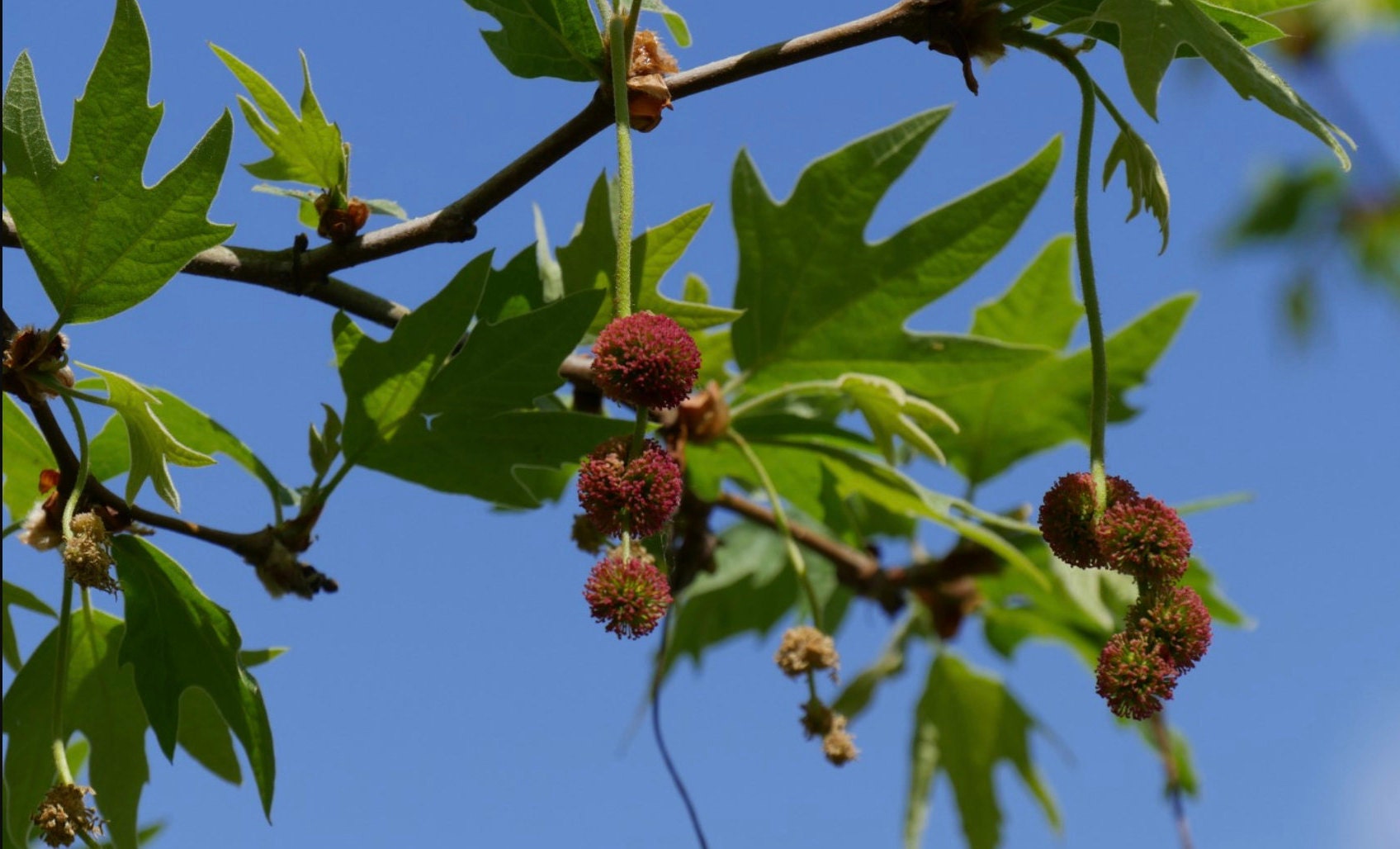 Oriental plane tree 250 2500pcs gift with love / Chinar | Etsy
