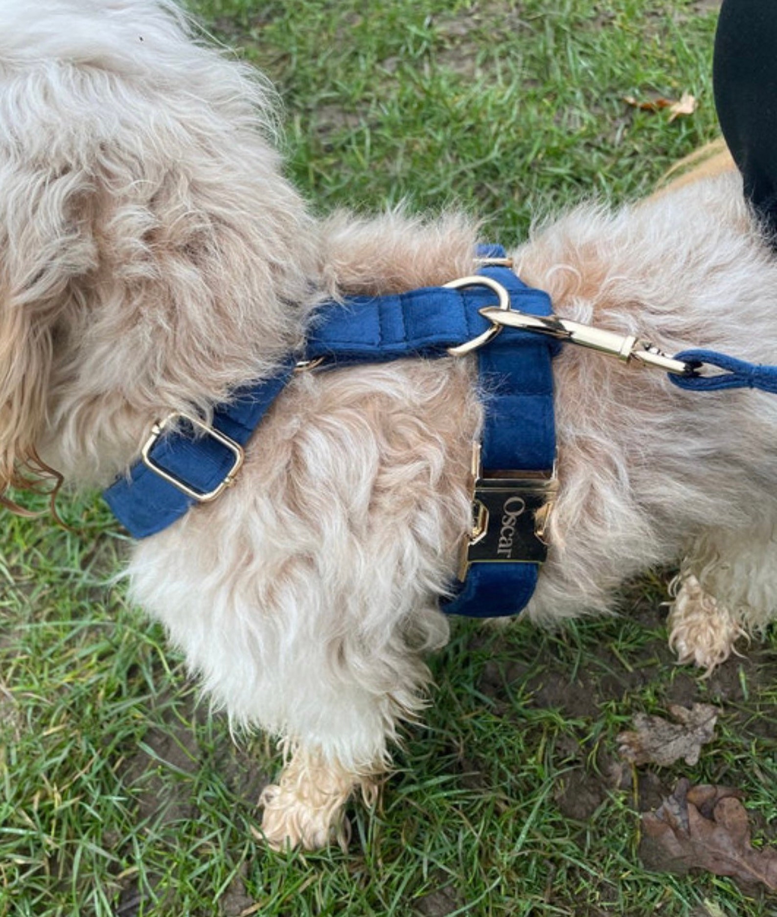 Blue Velvet Wedding Dog Harness With Gold - Etsy