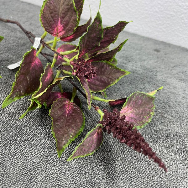 Purple Coleus Plant - Etsy