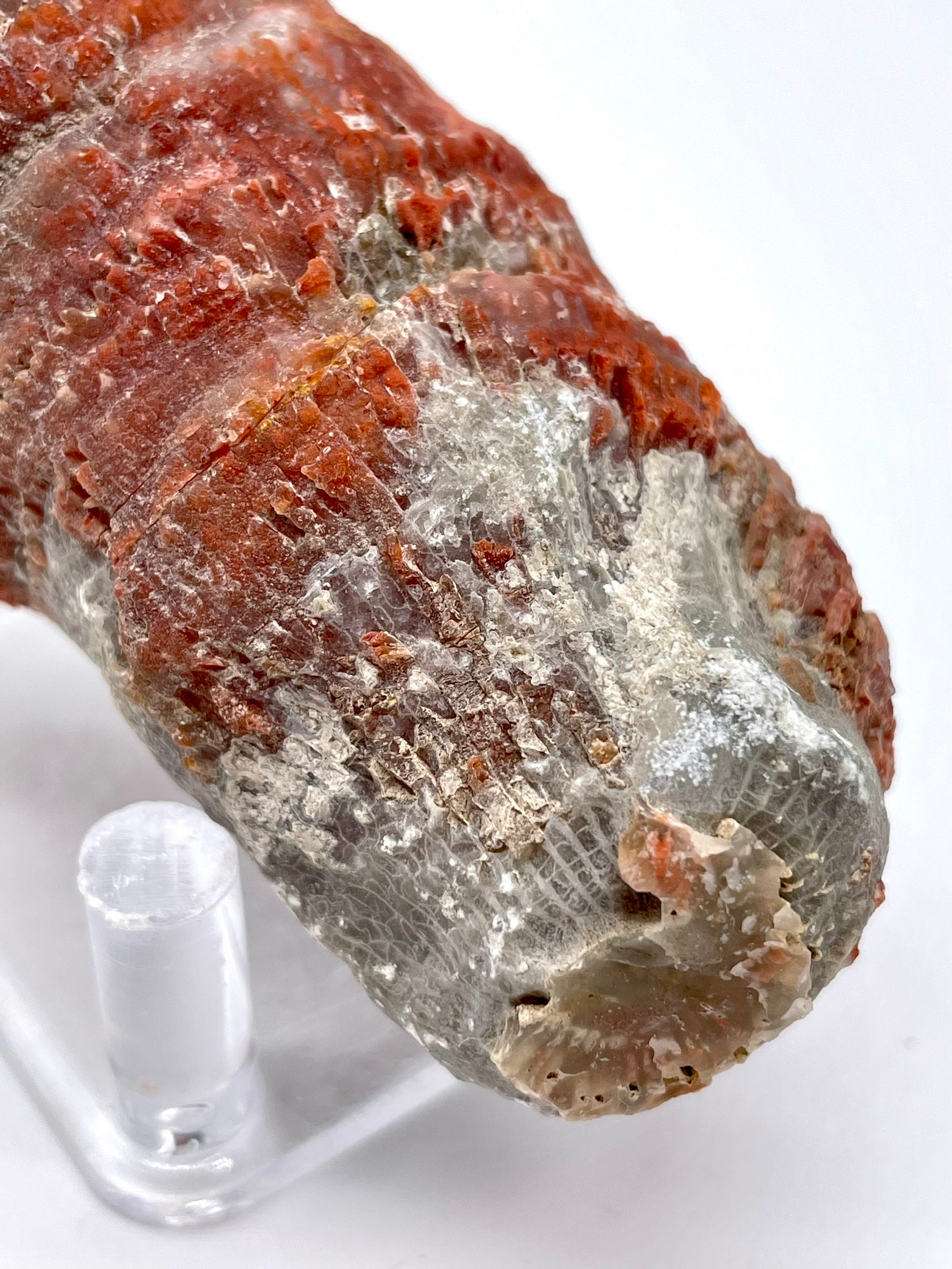 Red Horn Coral Fossil, Museum Quality Specimen - Etsy