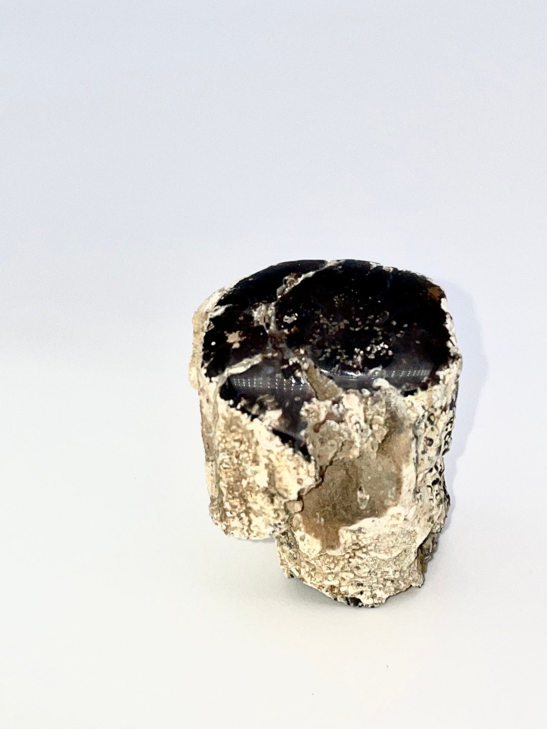 Limb Cast Petrified Wood Fossil - Etsy
