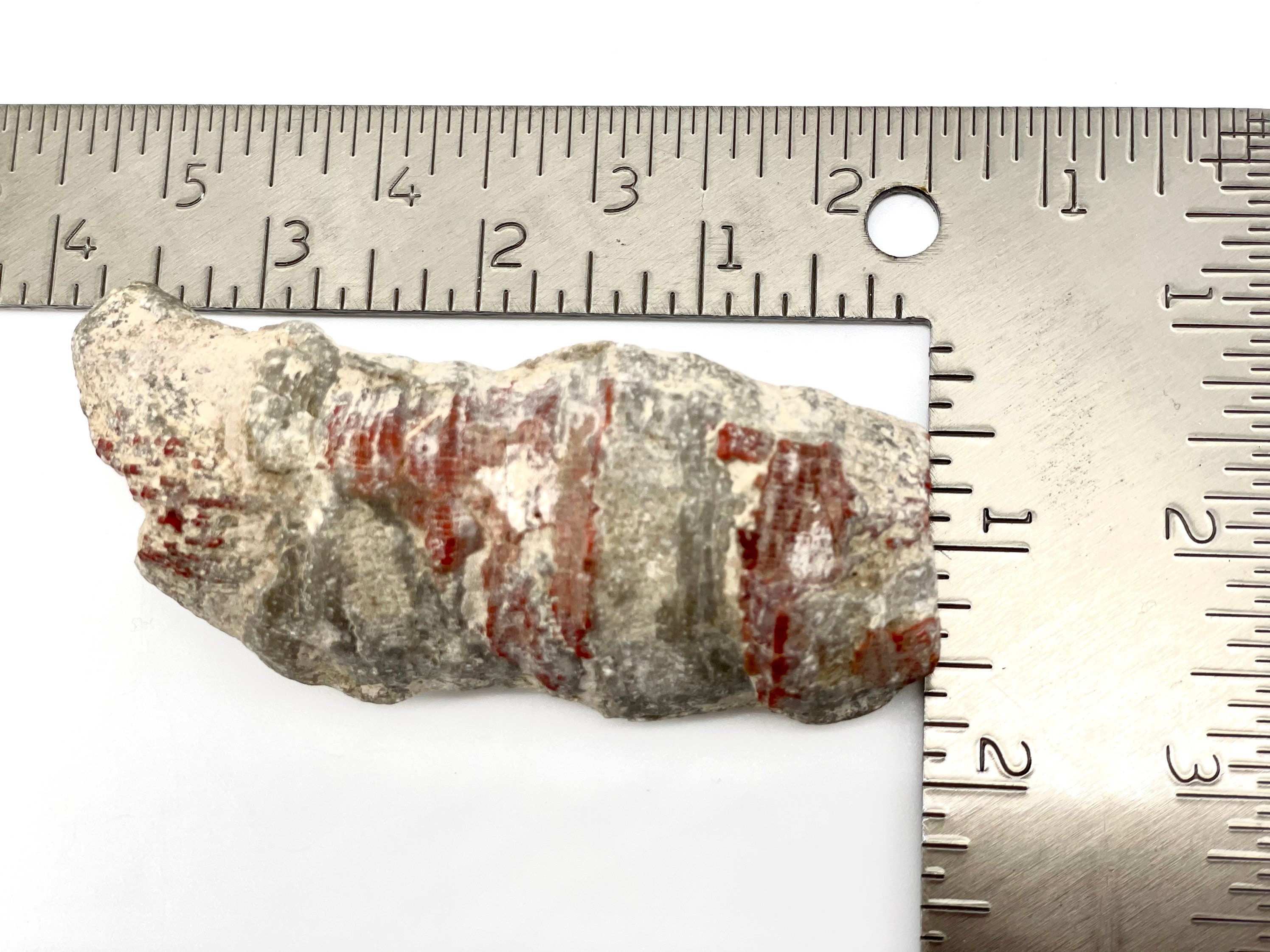Fossil Red Horn Coral, Great Size and Condition Exhibiting Fossilized ...