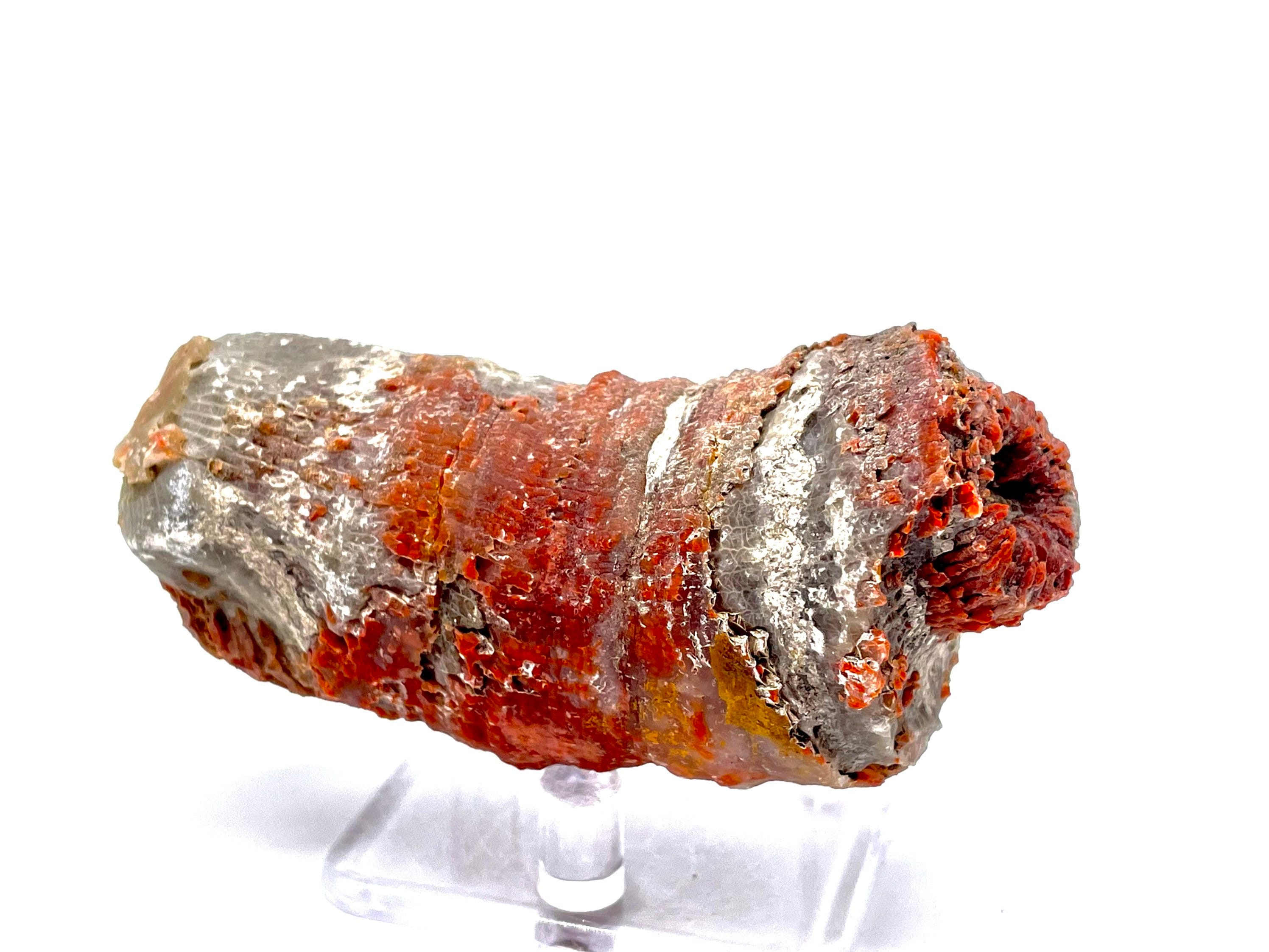 Red Horn Coral Fossil, Museum Quality Specimen - Etsy