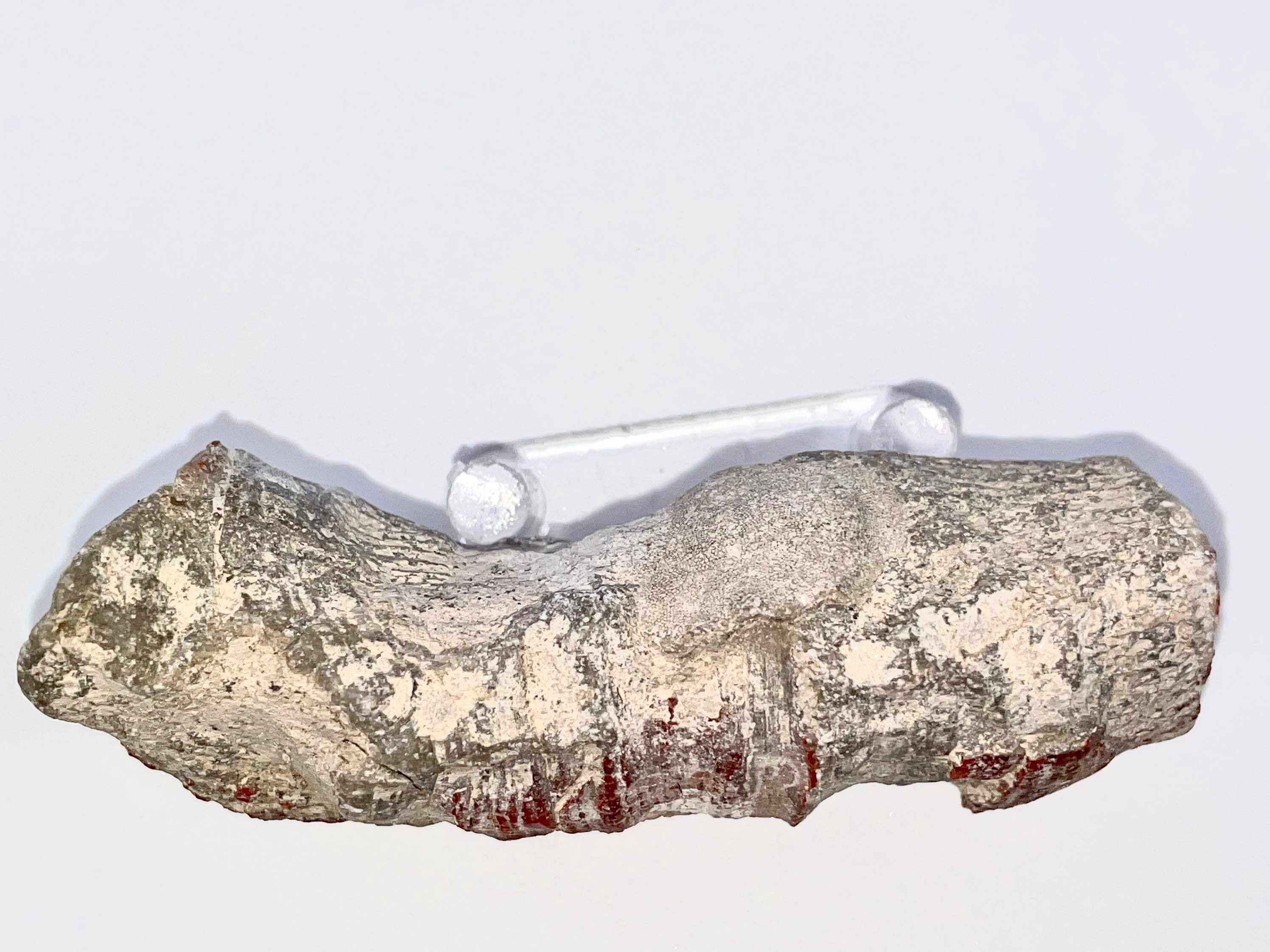 Fossil Red Horn Coral, Great Size and Condition Exhibiting Fossilized ...